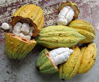 Benefícios do Cacau Cru e Como Consumir - Super Nutrição